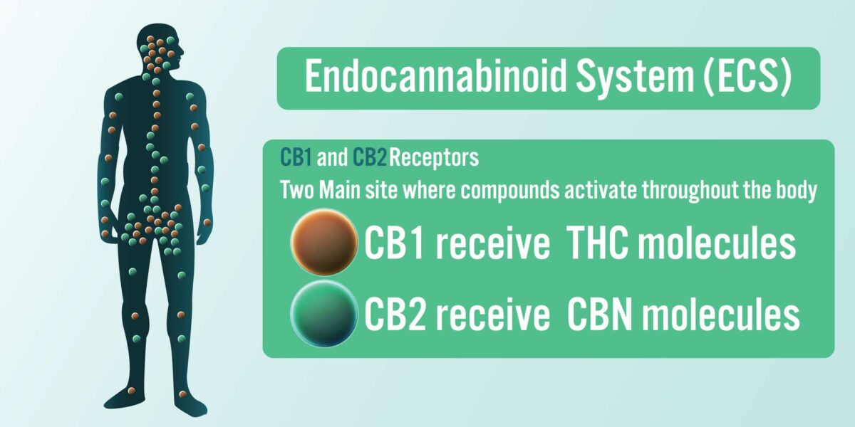 Explaning the Endocannabinoid System | Universal Health Products