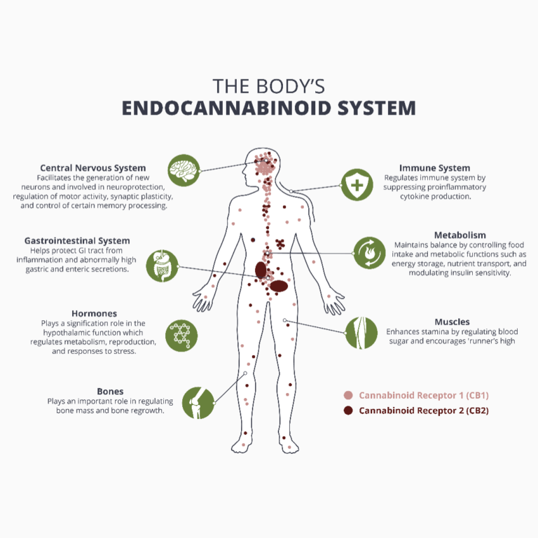 Explaning the Endocannabinoid System | Universal Health Products